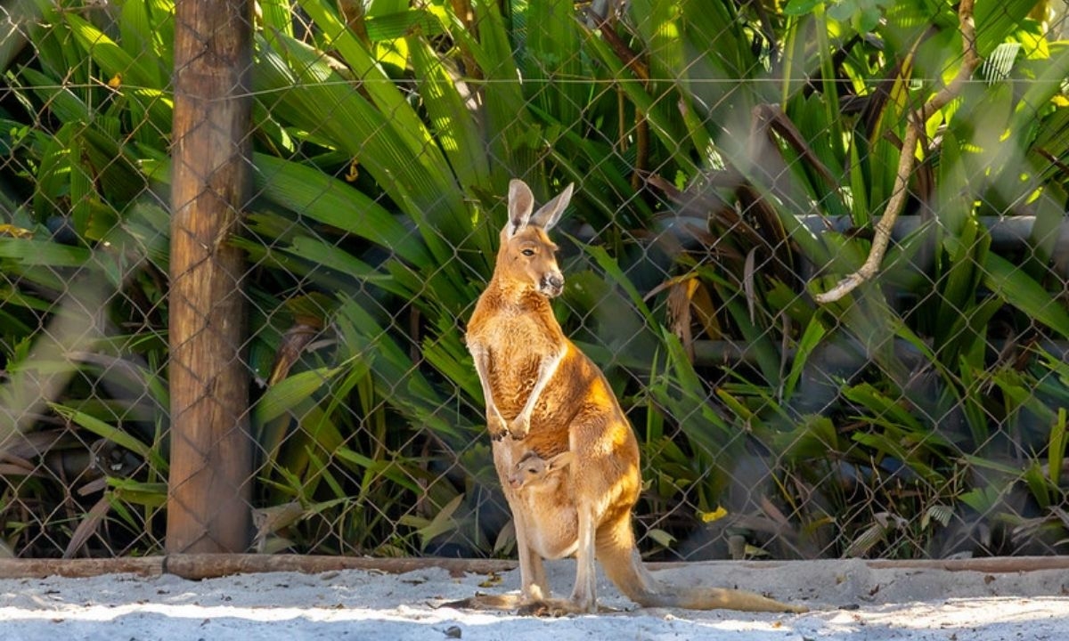 Bebê canguru do Zoo São Paulo dá primeira espiada para fora da bolsa ...
